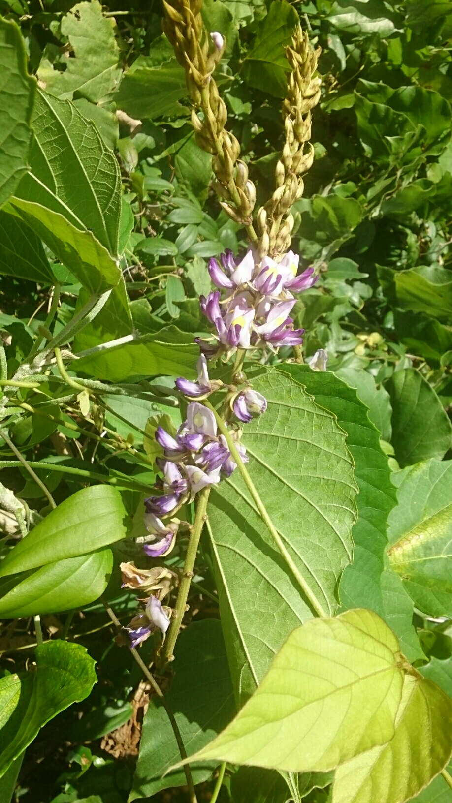 20170911_153034 | 新・先島文化研究所